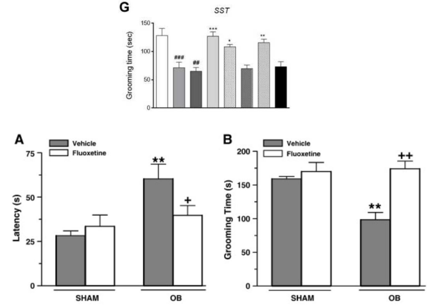 脑声常谈丨啮齿动物飞溅测试（Sucrose Splash Test, SST）是什么？