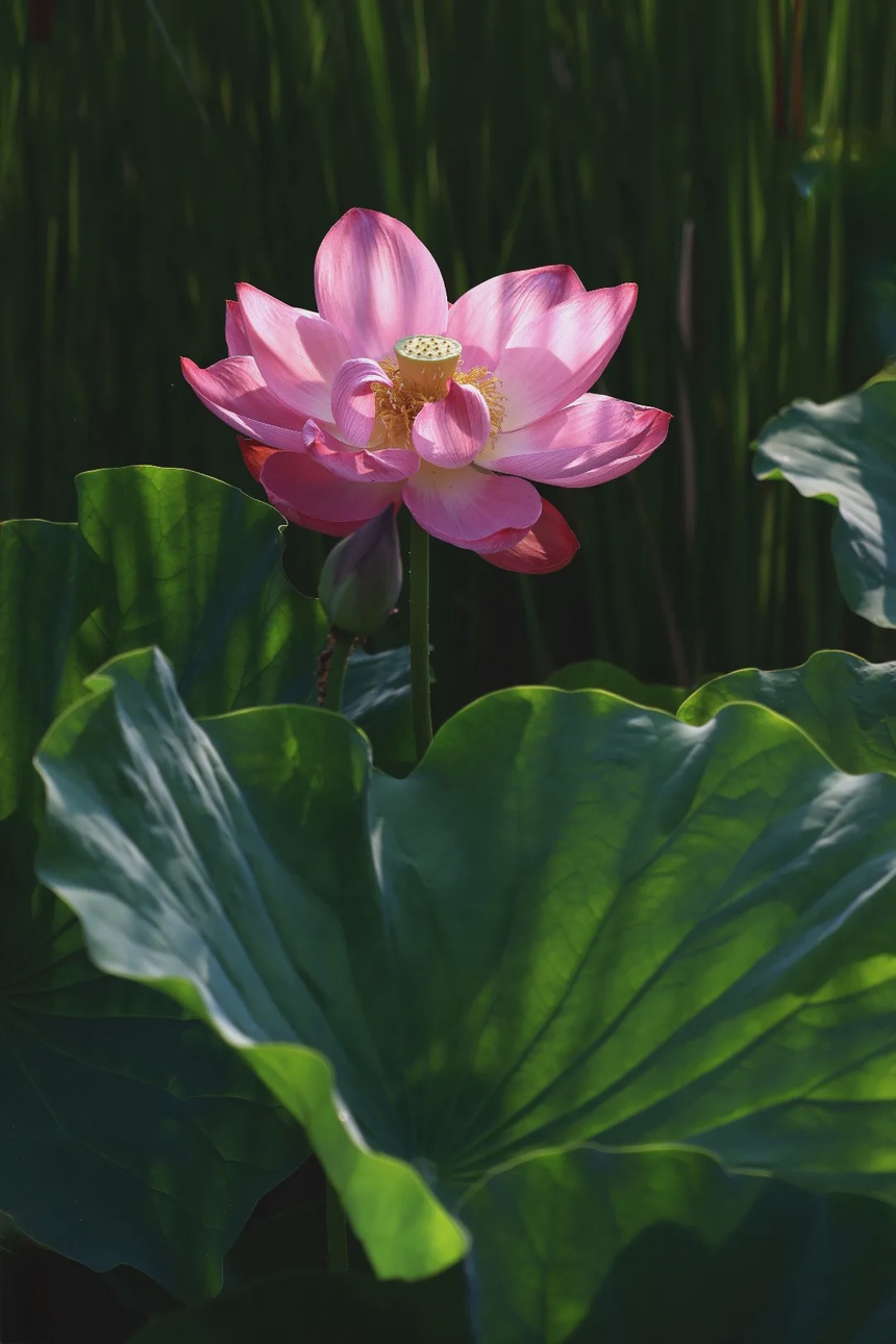 荷花开了！日照的夏天太美了！_澎湃号·政务_澎湃新闻-The Paper