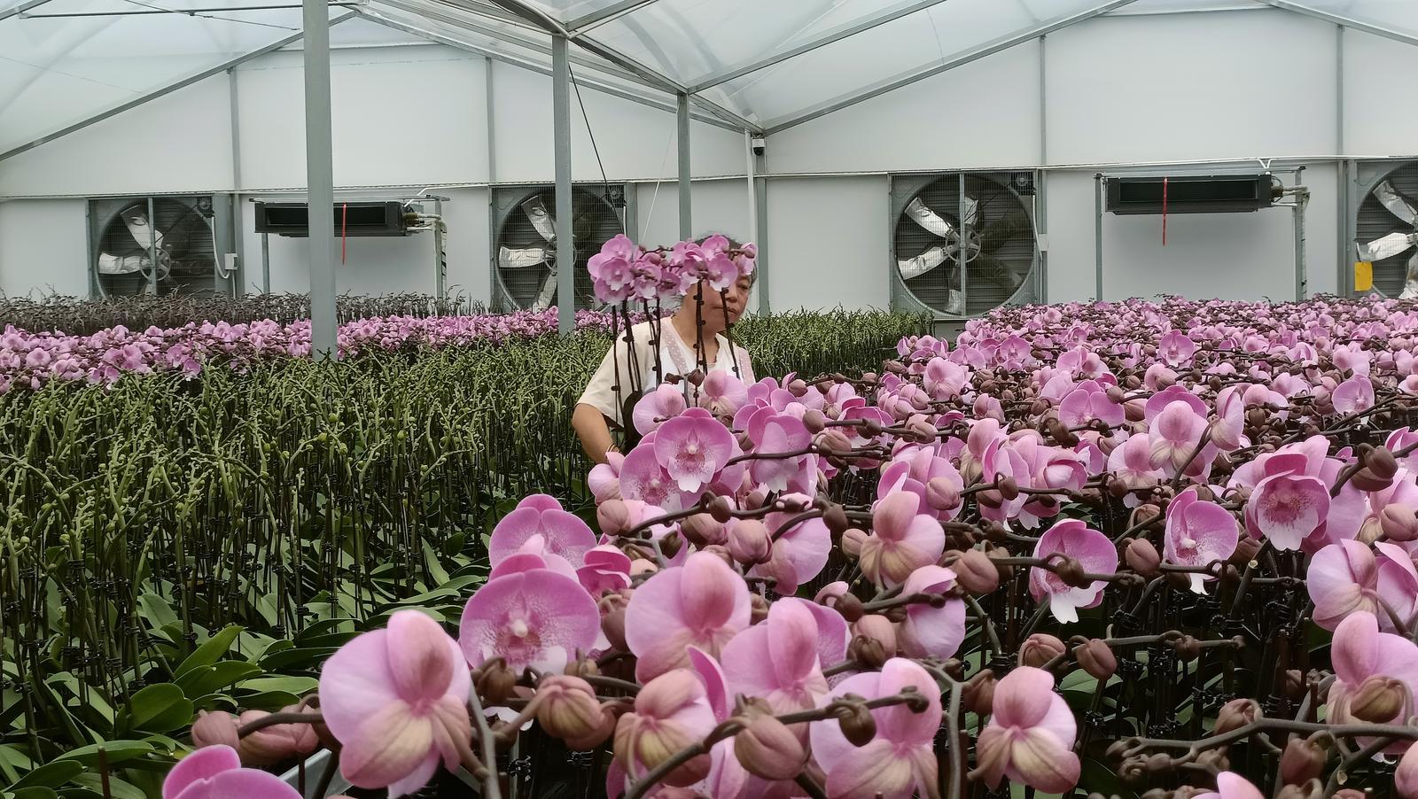 开屏观察｜从云南小城到世界客厅，江川蝴蝶兰香飘海外_澎湃号·媒体_澎湃新闻-The Paper