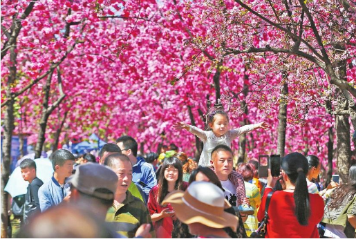 时光昆明｜圆通樱潮_澎湃号·媒体_澎湃新闻-The Paper