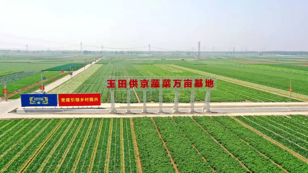 河北玉田县：以抱团之势破局，农民合作社勇探新品种，推动“玉菜”产业升级_澎湃号·政务_澎湃新闻-The Paper