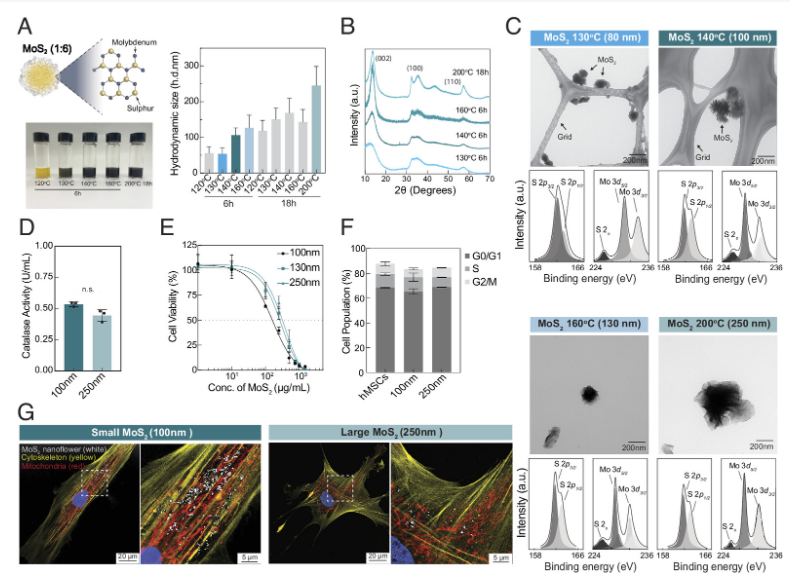 纳米“充电宝”问世！PNAS：2-4 倍高效供能，受损细胞重获新生_澎湃号·湃客_澎湃新闻-The Paper