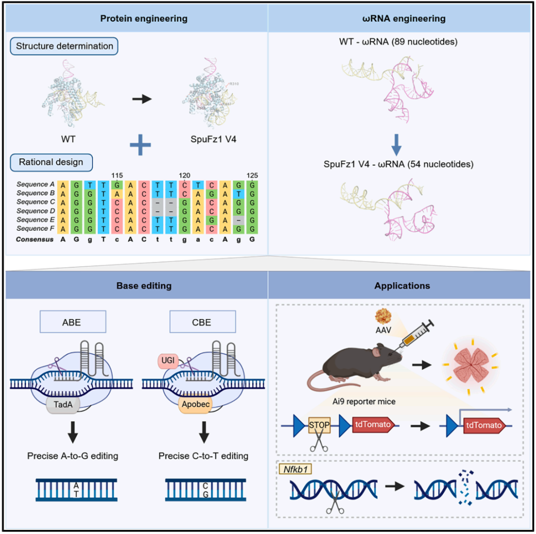 登上Cell子刊封面：复旦大学开发出最强Fanzor基因编辑系统，单个AAV递送，实现高效体内基因编辑_澎湃号·湃客_澎湃新闻-The Paper
