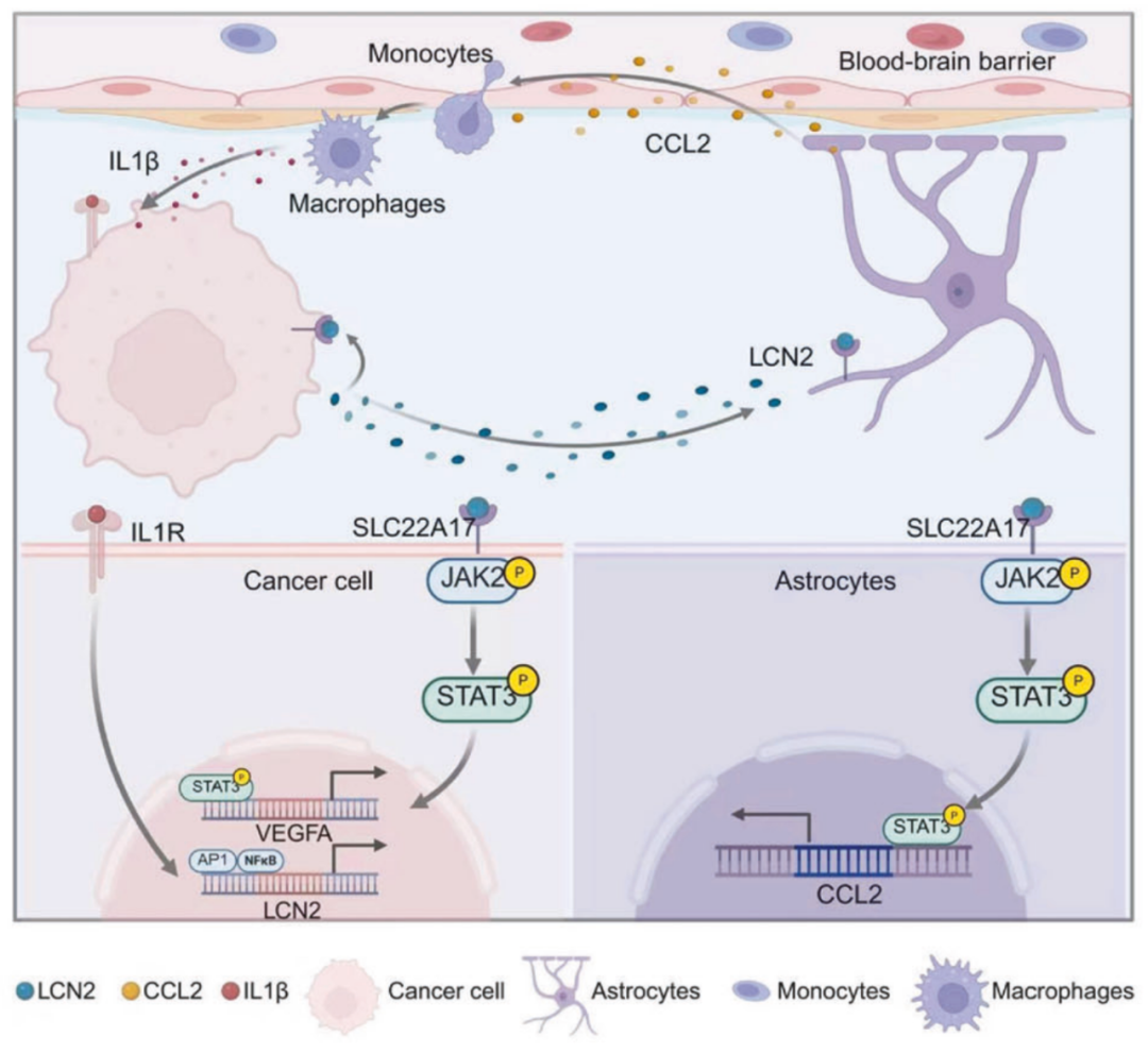 STTT：王洁团队发现肺癌脑转移治疗新靶点——LCN2_澎湃号·湃客_澎湃新闻-The Paper