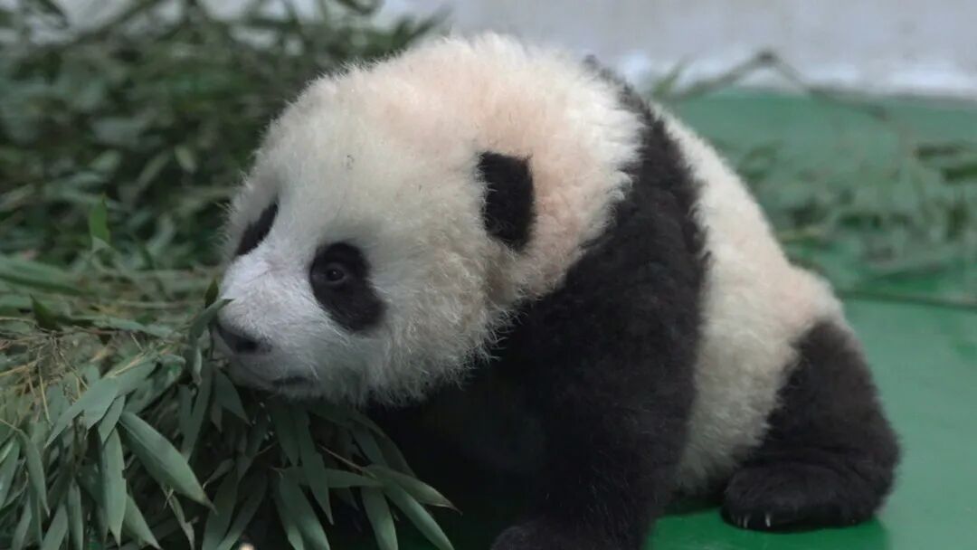 甘肃省首只人工繁育大熊猫幼崽“曼兰仔”满百天了！_澎湃号·政务_澎湃新闻-The Paper