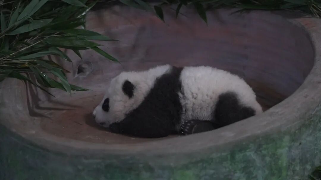 甘肃省首只人工繁育大熊猫幼崽“曼兰仔”满百天了！_澎湃号·政务_澎湃新闻-The Paper