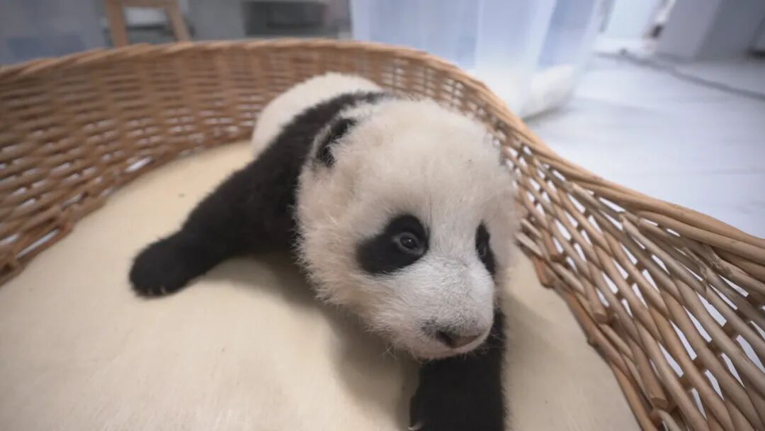 甘肃省首只人工繁育大熊猫幼崽“曼兰仔”满百天了！_澎湃号·政务_澎湃新闻-The Paper