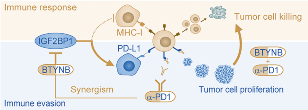 STTT：抑制RNA结合蛋白，增强卵巢癌免疫治疗_澎湃号·湃客_澎湃新闻-The Paper