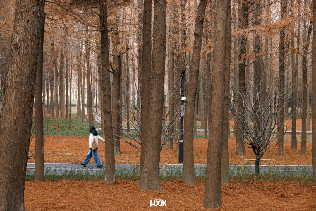 上海好看的地方，都是免费的！_澎湃号·湃客_澎湃新闻-The Paper