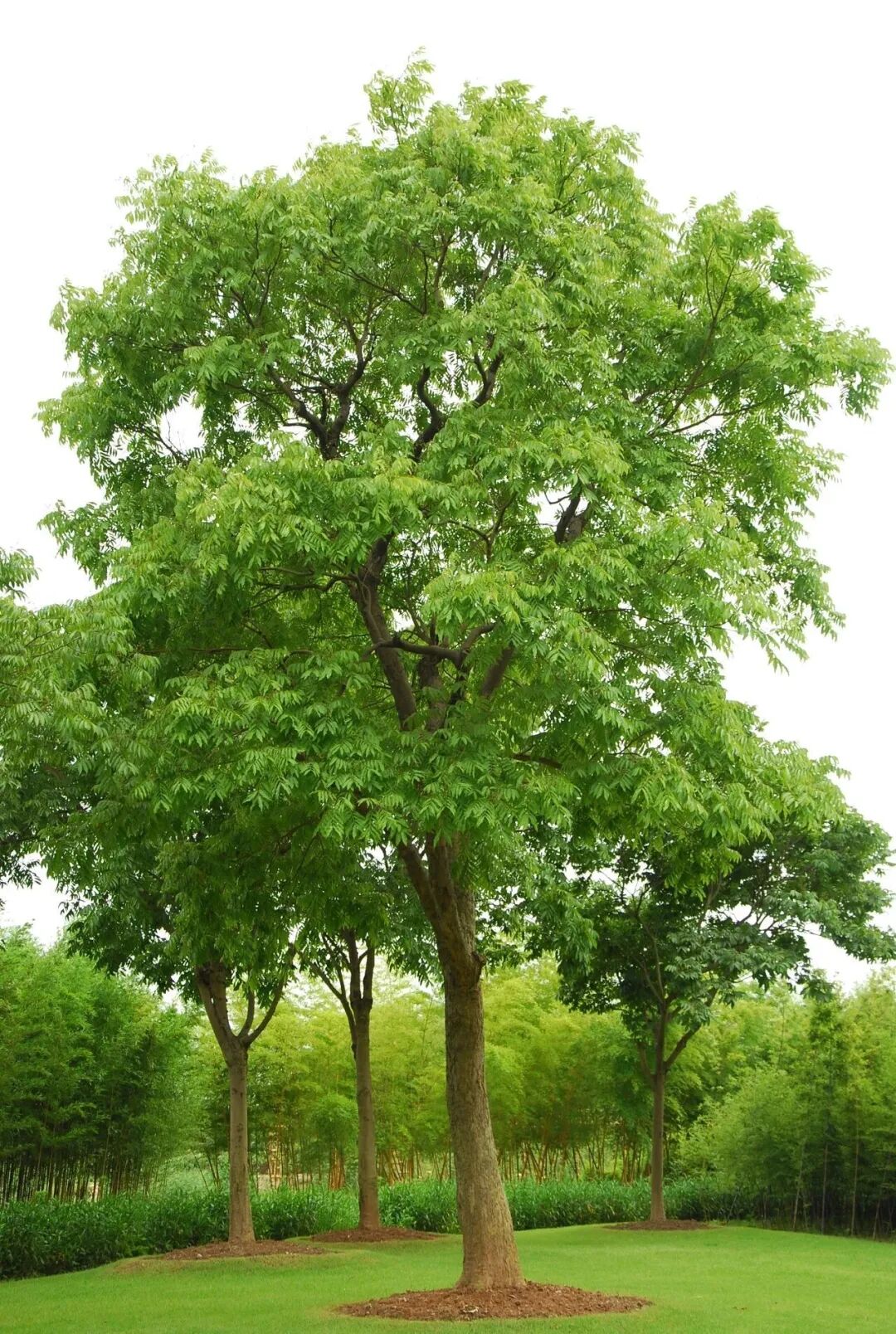 想知道你认养的树一年“吸”多少碳？现在有快速算法了！_澎湃号·政务_澎湃新闻-The Paper