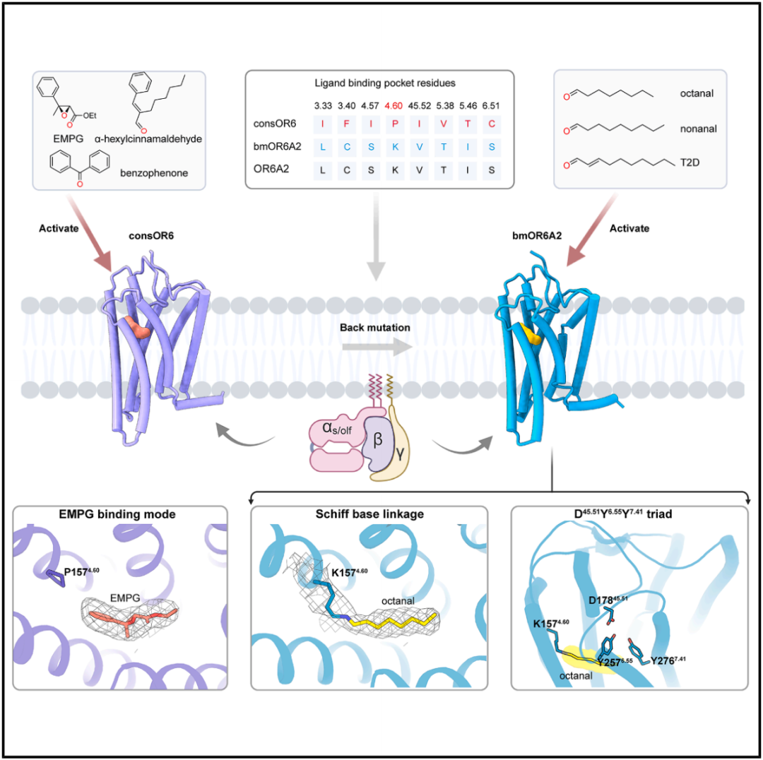 上海科技大学最新Cell论文：刘志杰团队揭示嗅觉受体共价键“牵手”醛类气味分子的感知新范式_澎湃号·湃客_澎湃新闻-The Paper