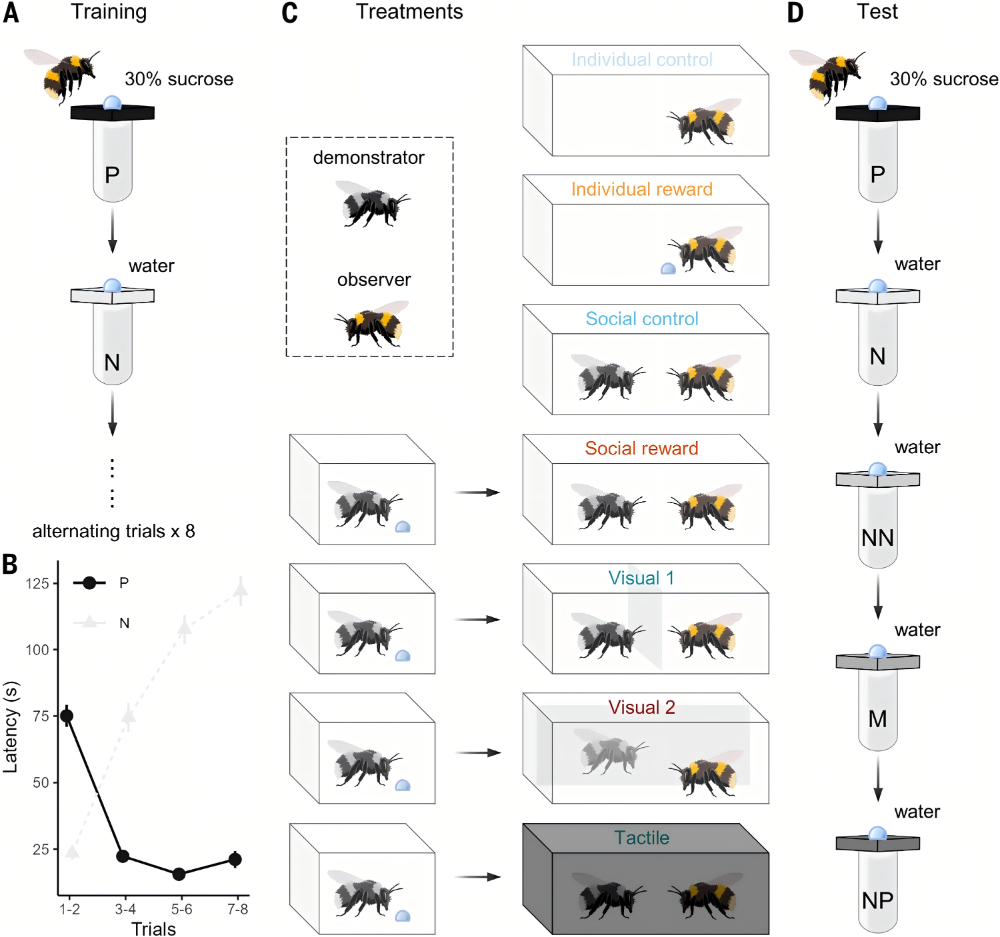 Science封面：快乐真的会传染，现在终于在昆虫上证实_澎湃号·湃客_澎湃新闻-The Paper