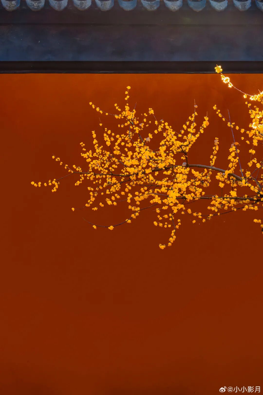 故宫同款，苏州也有！_澎湃号·政务_澎湃新闻-The Paper