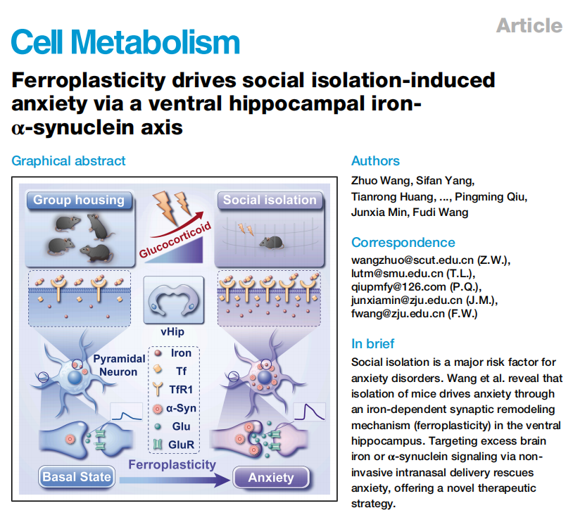 社交隔离为何让人焦虑？华南理工医学院团队：那是“铁”在捣乱！_澎湃号·政务_澎湃新闻-The Paper